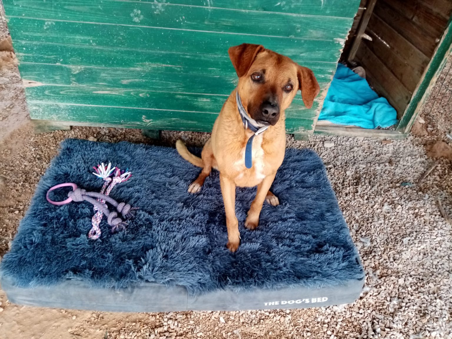 Large & XL Dog Beds - RescueDogs.co.uk